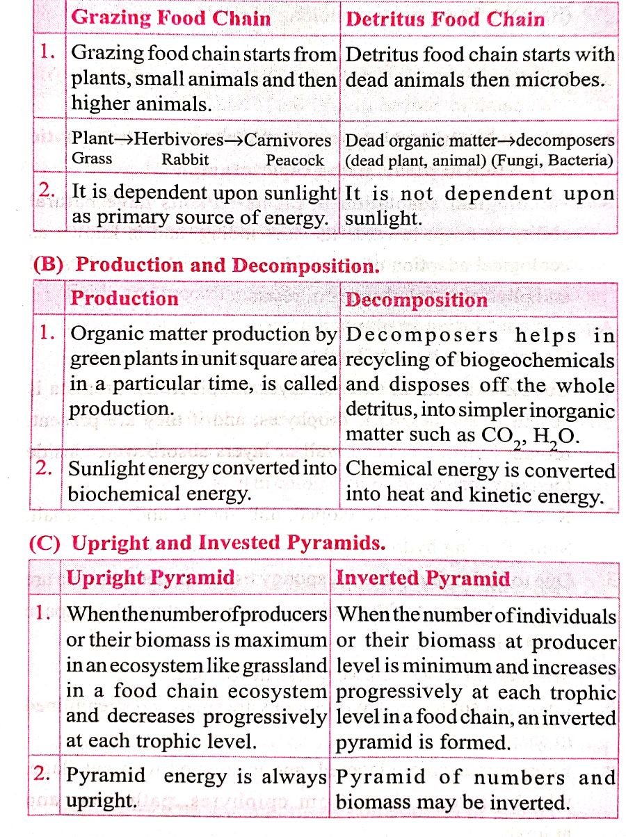 Difference Between Food Chain And Food Web